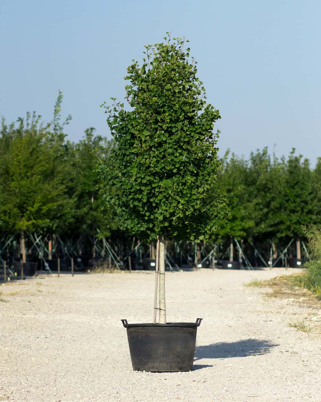 Presidential Gold Ginkgo | Order Online | Treeland Nursery