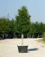Presidential Gold Ginkgo | Order Online | Treeland Nursery