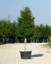 Presidential Gold Ginkgo | Order Online | Treeland Nursery