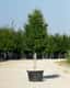 Presidential Gold Ginkgo | Order Online | Treeland Nursery