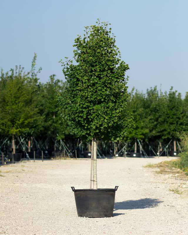 Presidential Gold Ginkgo | Order Online | Treeland Nursery