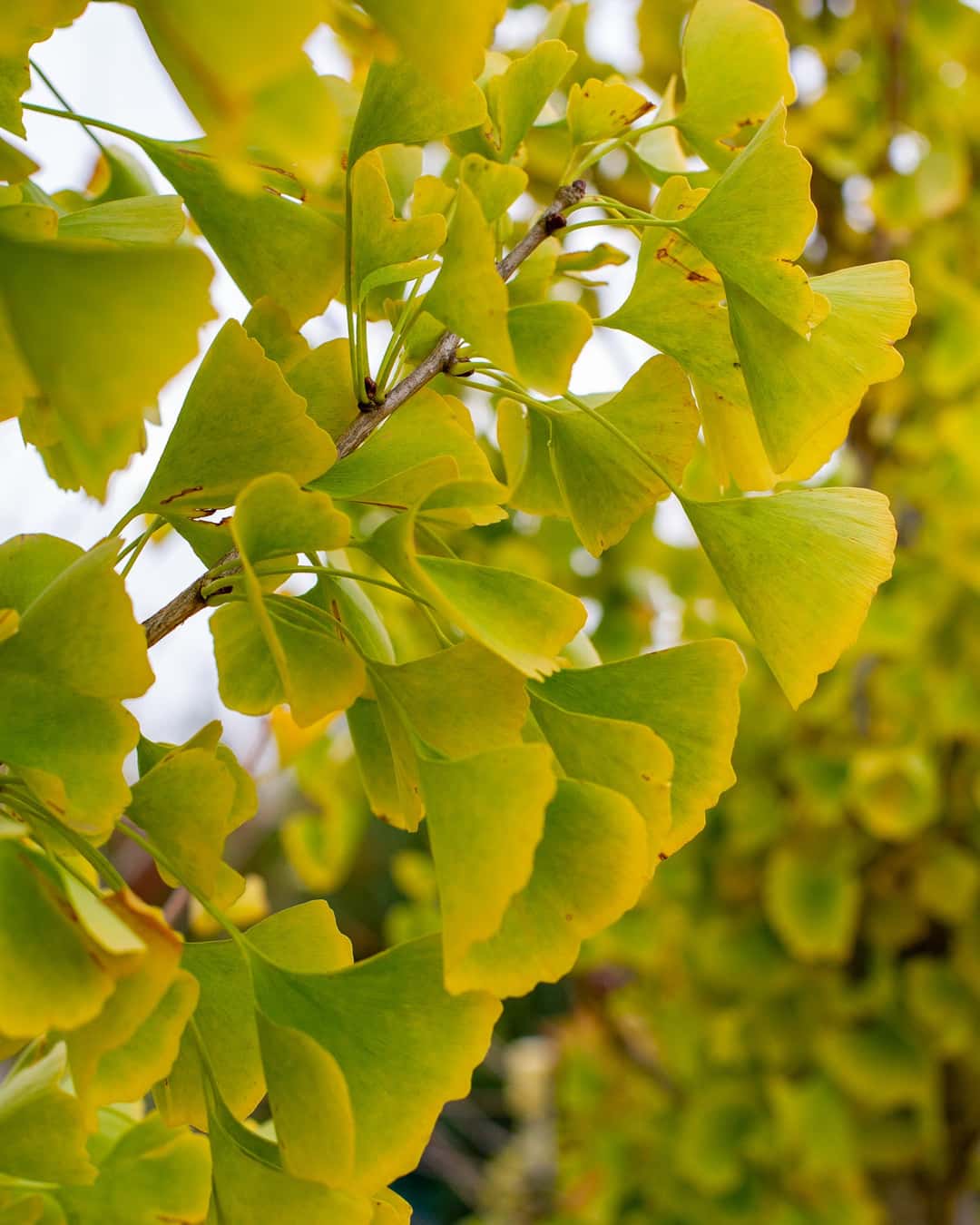 Presidential Gold Ginkgo | Order Online | Treeland Nursery