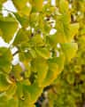 Presidential Gold Ginkgo | Order Online | Treeland Nursery