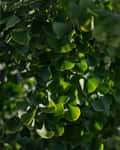 Presidential Gold Ginkgo | Order Online | Treeland Nursery