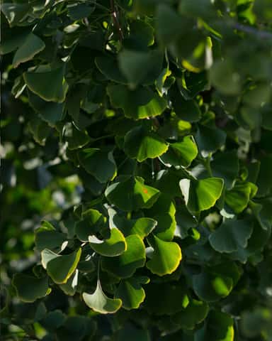Presidential Gold Ginkgo | Order Online | Treeland Nursery
