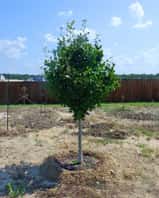 Presidential Gold Ginkgo | Order Online | Treeland Nursery