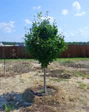 Presidential Gold Ginkgo | Order Online | Treeland Nursery