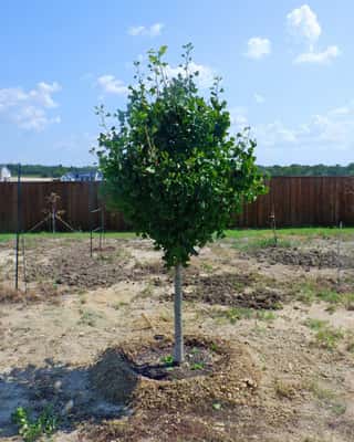 Presidential Gold Ginkgo | Order Online | Treeland Nursery
