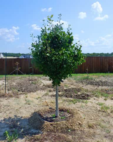 Presidential Gold Ginkgo | Order Online | Treeland Nursery