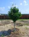 Presidential Gold Ginkgo | Order Online | Treeland Nursery