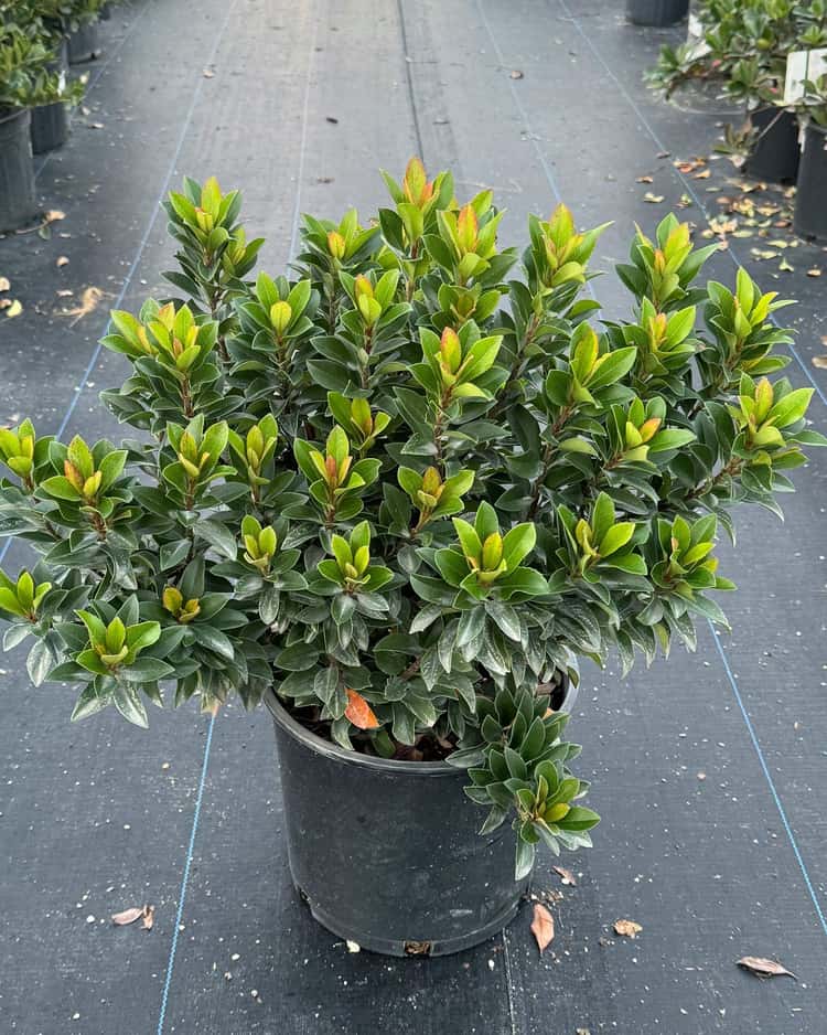 Indian Hawthorn Dwarf Umbellata | Order Online | Treeland Nursery