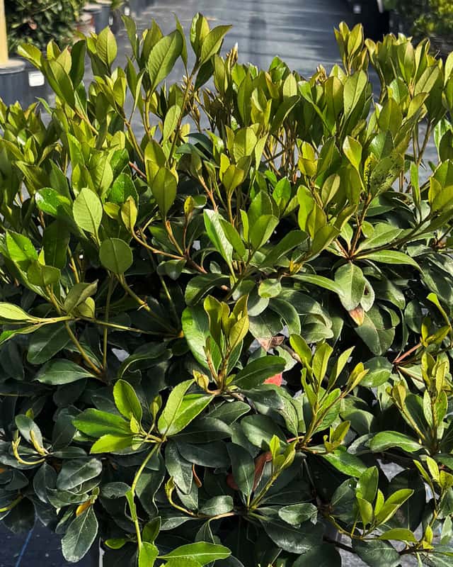 Indian Hawthorn Snow White | Order Online | Treeland Nursery