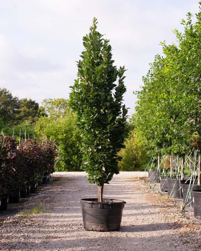Kindred Spirit Oak | Order Online | Treeland Nursery