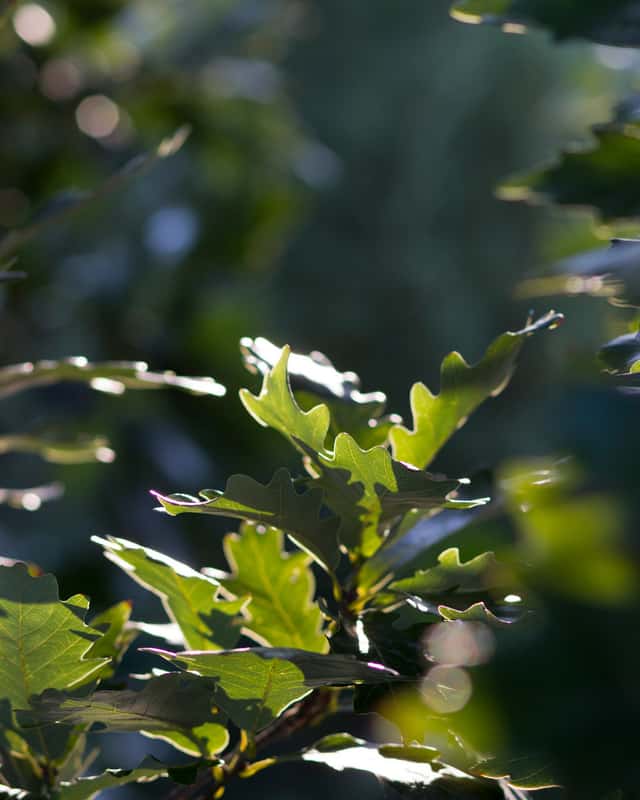 Kindred Spirit Oak | Order Online | Treeland Nursery