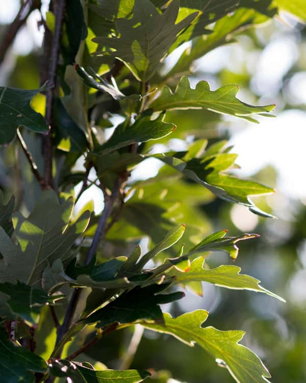 Kindred Spirit Oak | Order Online | Treeland Nursery