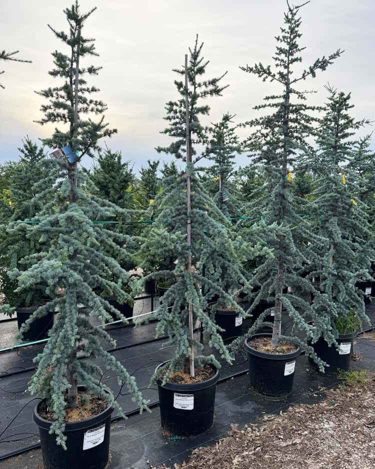 Blue Atlas Cedar 'Glauca' | Order Online | Treeland Nursery