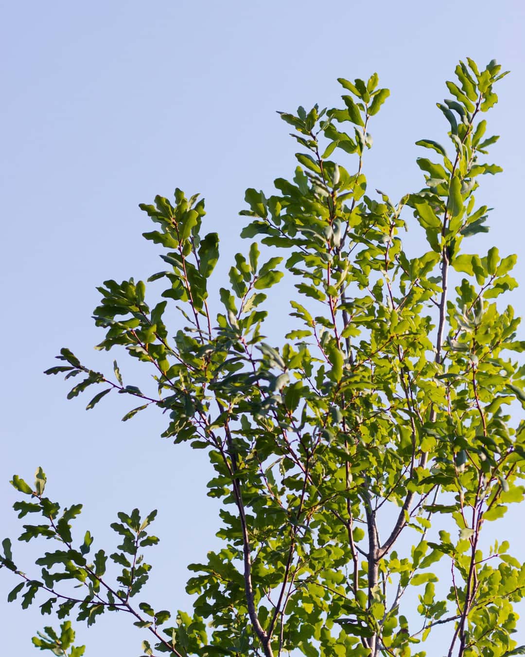 Lacey Oak | Order Online | Treeland Nursery