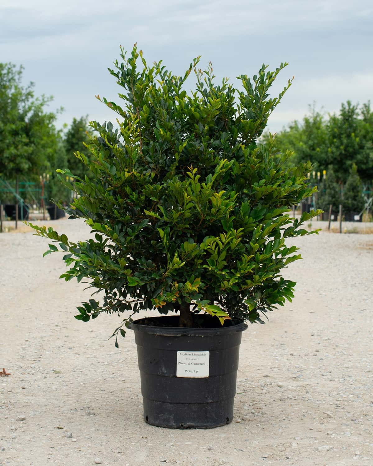 Linebacker Distylium | Order Online | Treeland Nursery