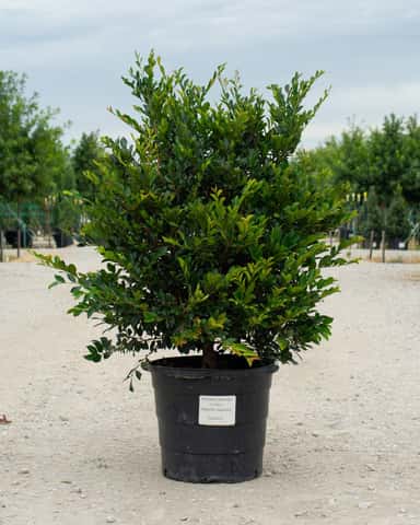 Linebacker Distylium | Order Online | Treeland Nursery