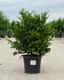 Linebacker Distylium | Order Online | Treeland Nursery