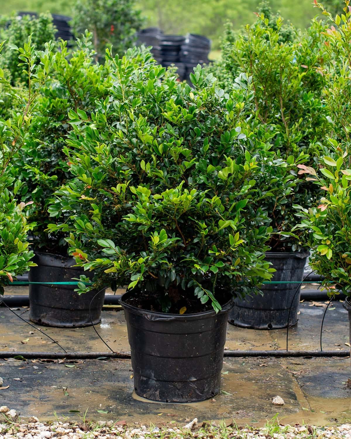 Linebacker Distylium | Order Online | Treeland Nursery