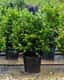 Linebacker Distylium | Order Online | Treeland Nursery