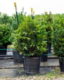 Linebacker Distylium | Order Online | Treeland Nursery
