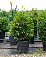 Linebacker Distylium | Order Online | Treeland Nursery