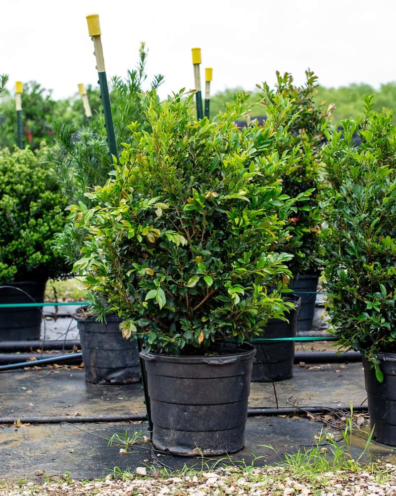 Linebacker Distylium | Order Online | Treeland Nursery