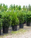 Linebacker Distylium | Order Online | Treeland Nursery