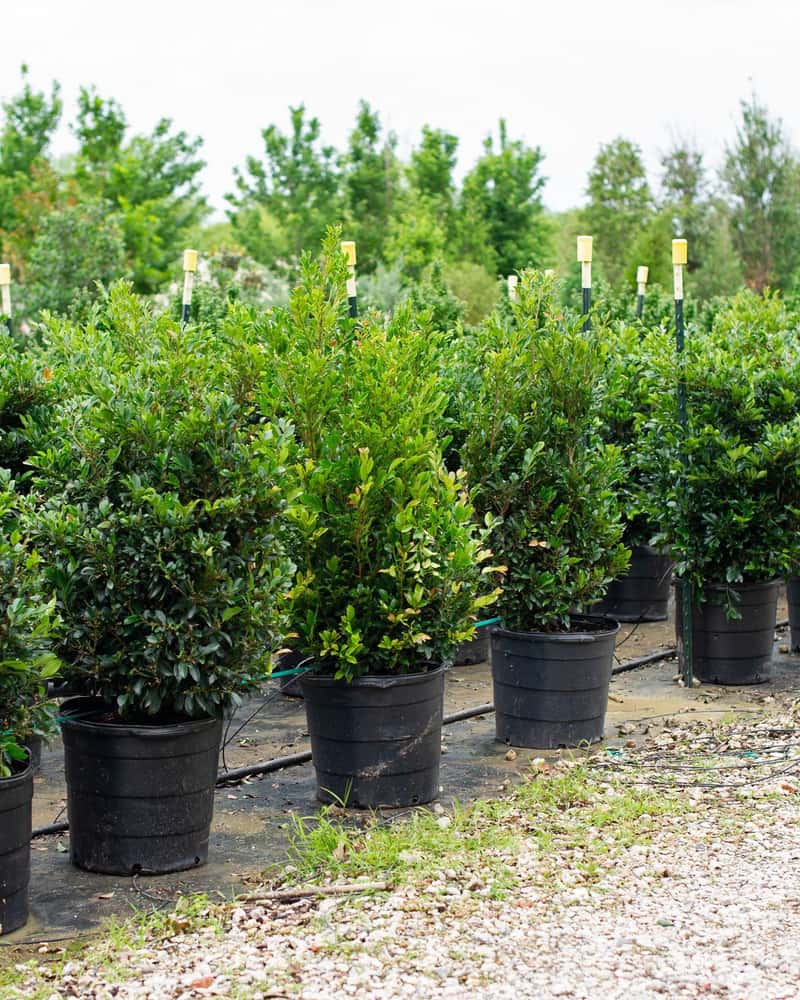 Linebacker Distylium | Order Online | Treeland Nursery