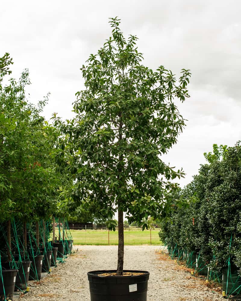 Monterrey Oak | Order Online | Treeland Nursery