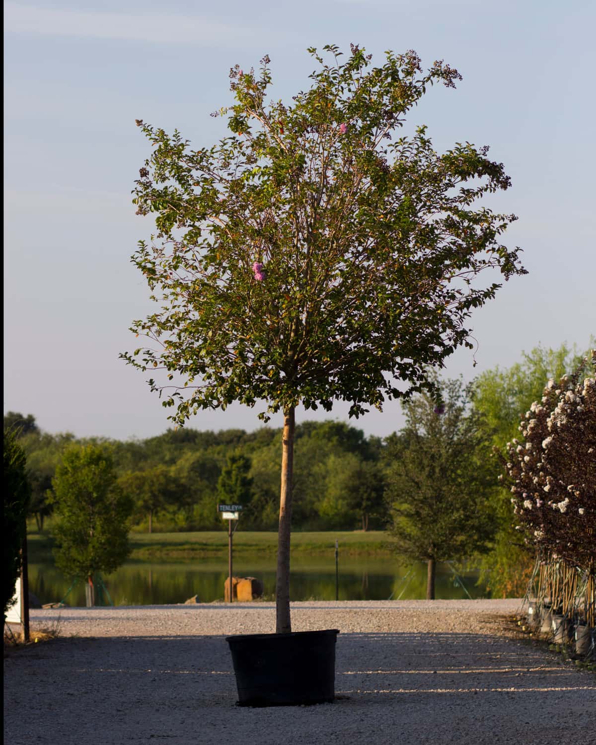 Muskogee Crape Myrtle Single Trunk | Order Online | Treeland Nursery