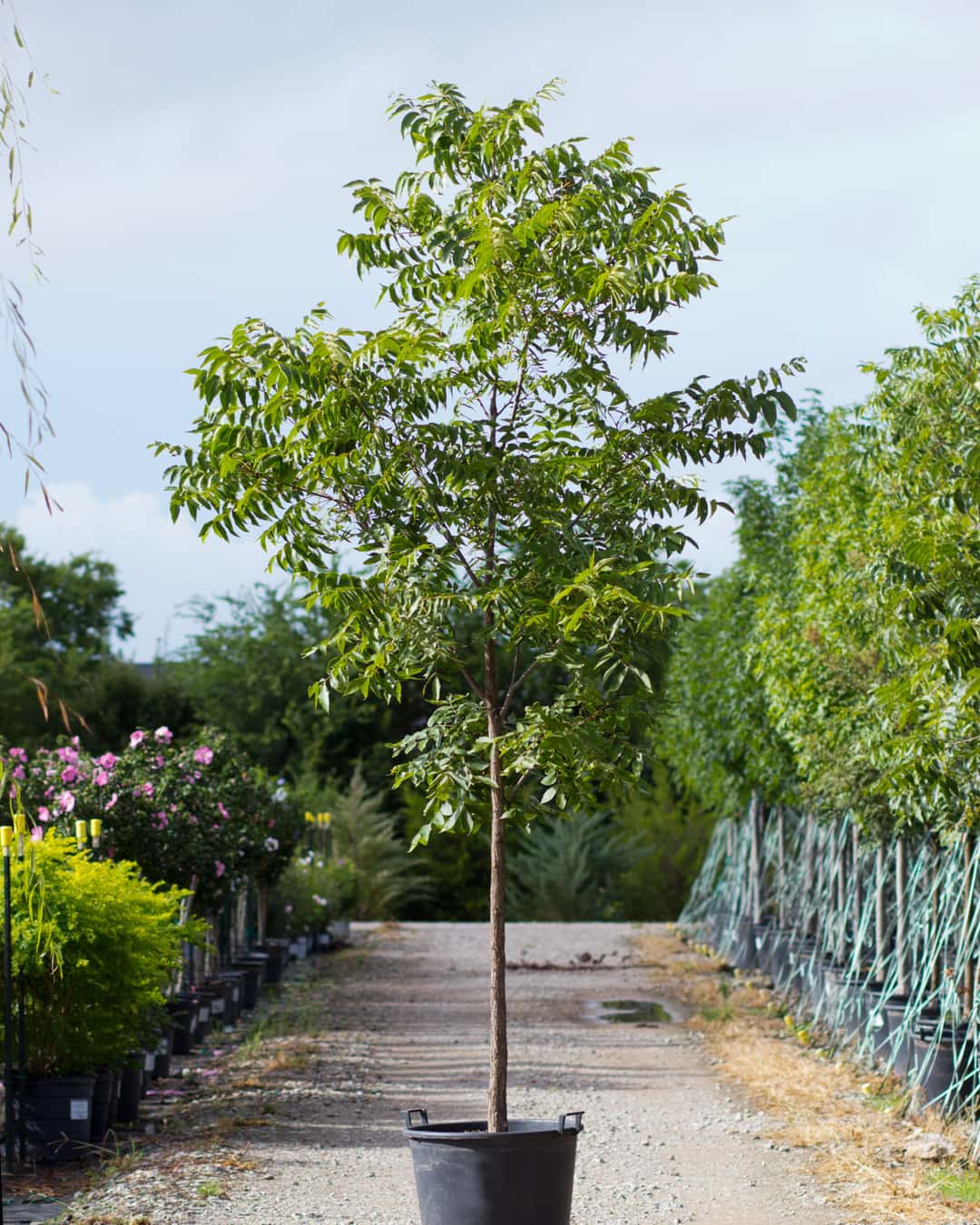 Native Pecan | Order Online | Treeland Nursery