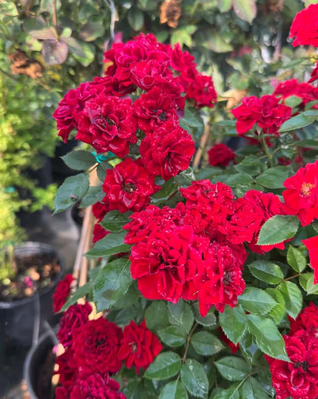 Red Sunblaze Rose | Order Online | Treeland Nursery
