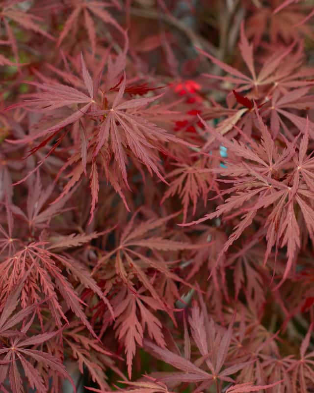 Red Dragon Japanese Maple Weeping | Order Online | Treeland Nursery