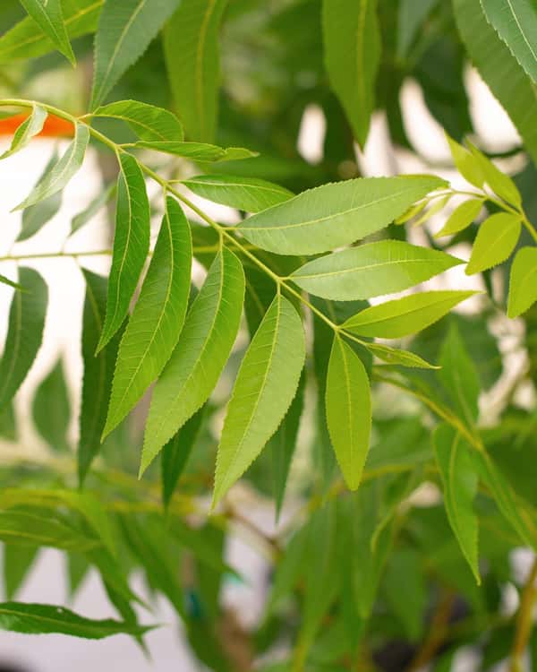 Pawnee Pecan | Order Online | Treeland Nursery