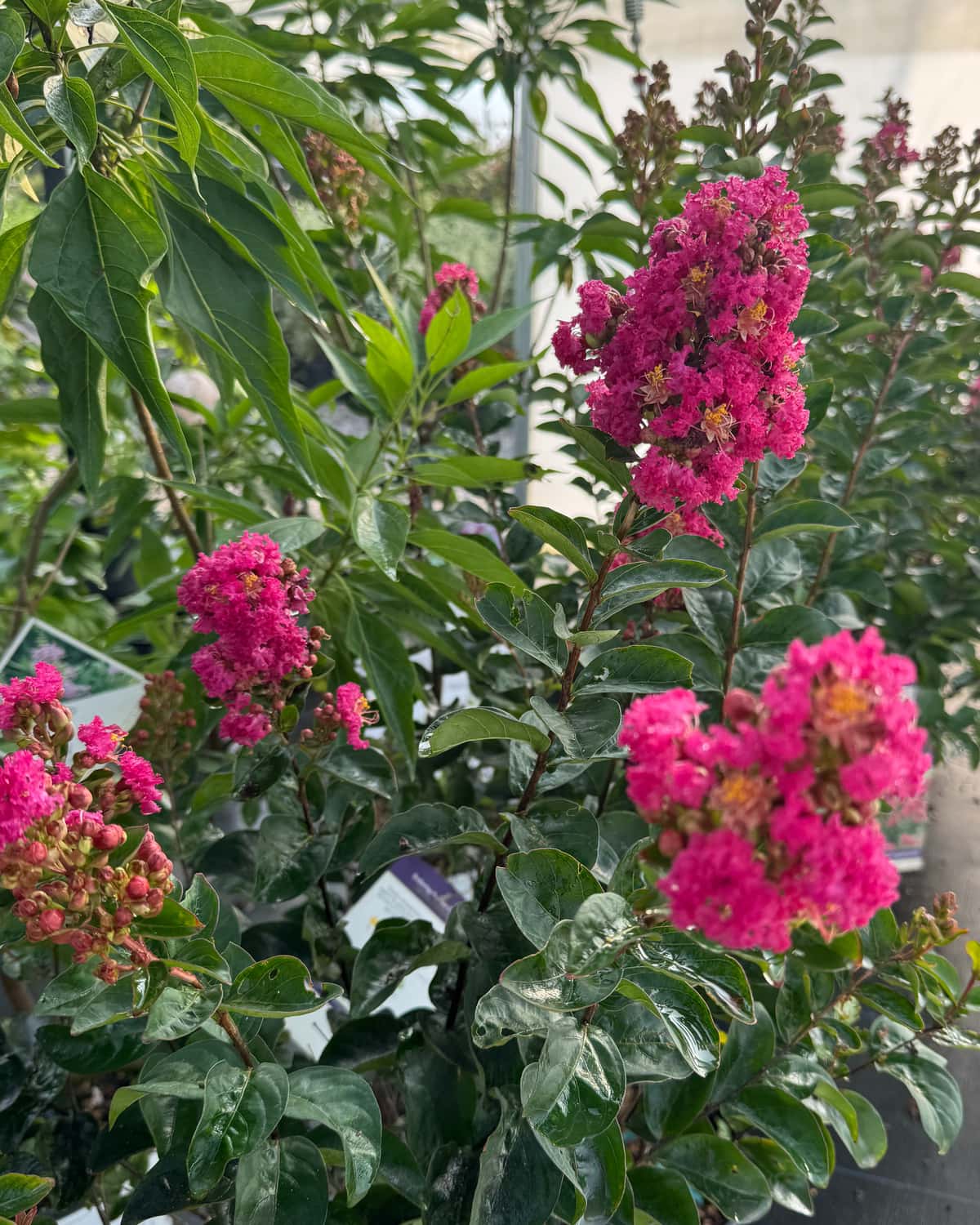 Raspberry Bellini Crape Myrtle | Order Online | Treeland Nursery