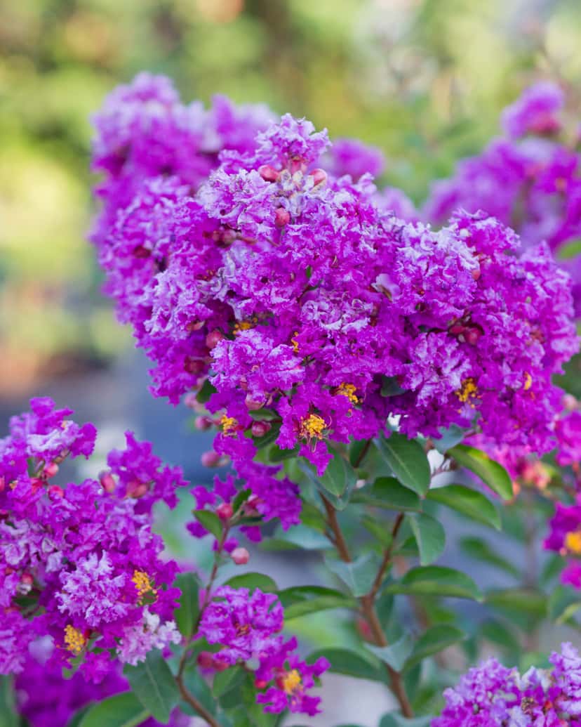 Royalty Crape Myrtle | Order Online | Treeland Nursery