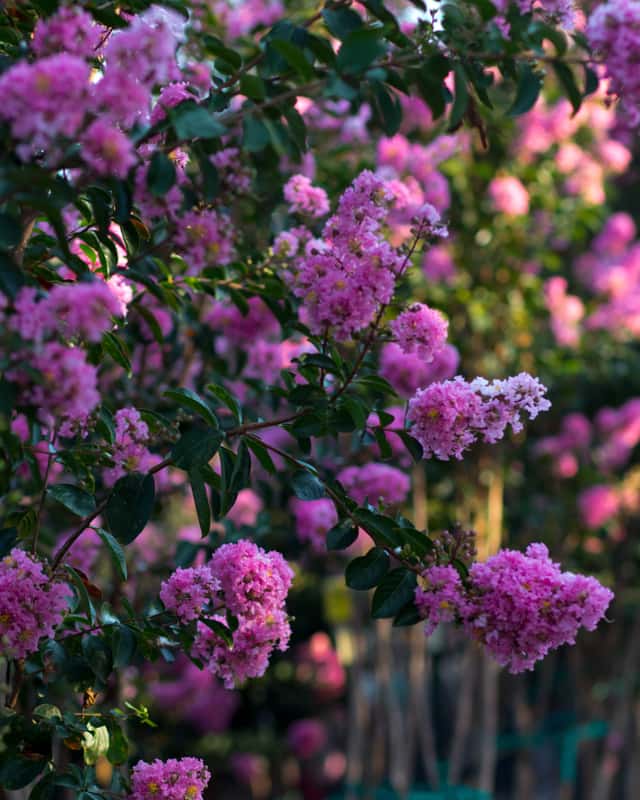 Sioux Crape Myrtle | Order Online | Treeland Nursery