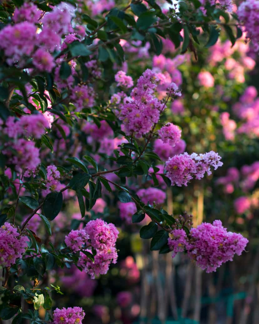 Sioux Crape Myrtle | Order Online | Treeland Nursery