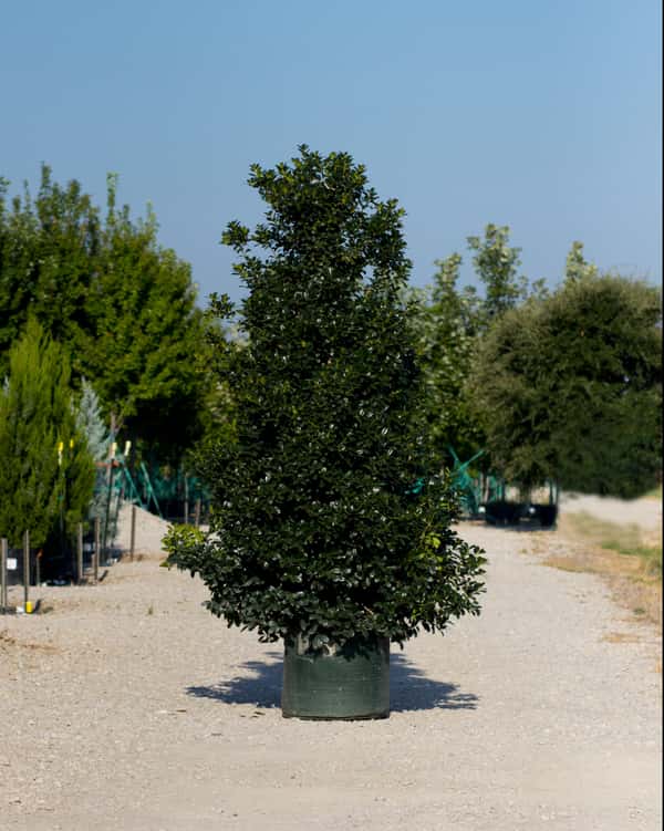 Robin Holly | Order Online | Treeland Nursery