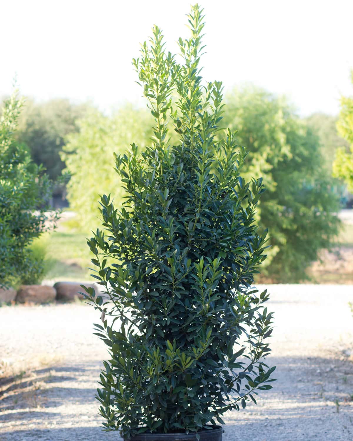 Screen Play Holly | Order Online | Treeland Nursery