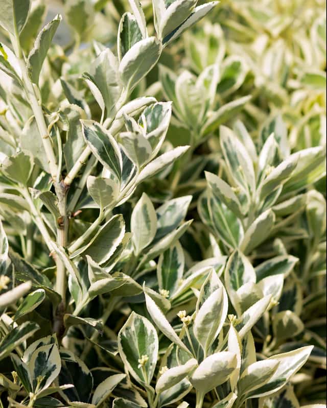 Silver King Euonymus | Order Online | Treeland Nursery