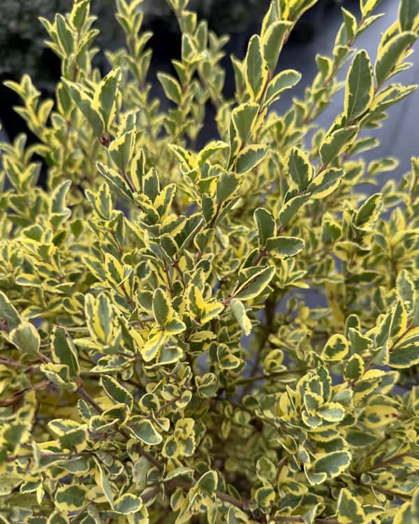 Variegated Privet Ligustrum | Order Online | Treeland Nursery
