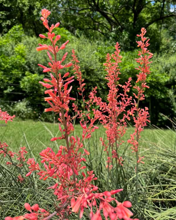 Red Yucca | Order Online | Treeland Nursery
