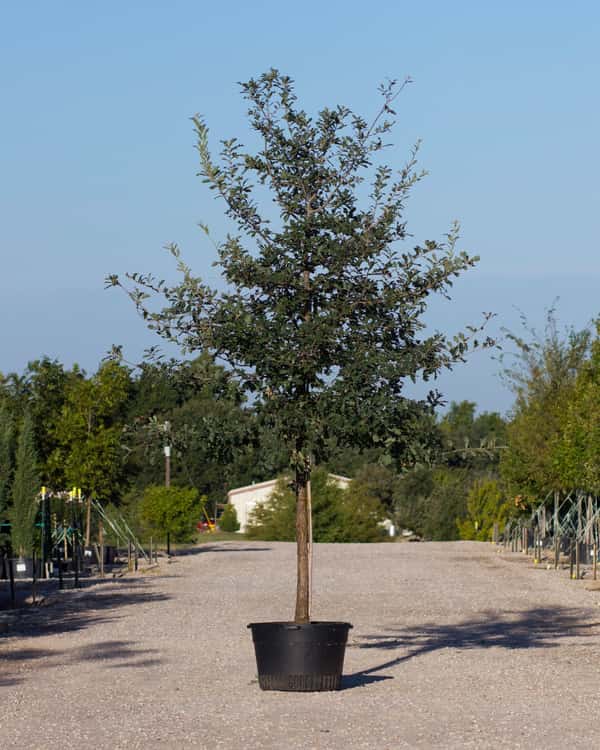 Lacey Oak | Order Online | Treeland Nursery