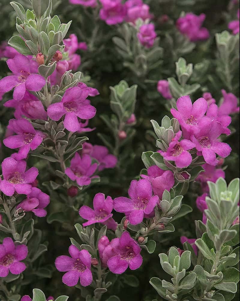 Compacta Texas Sage | Order Online | Treeland Nursery