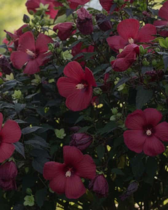 Head over Heels Desire Hibiscus | Order Online | Treeland Nursery