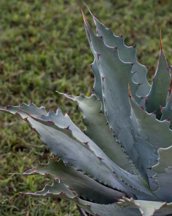 Wocomahi Agave | Order Online | Treeland Nursery